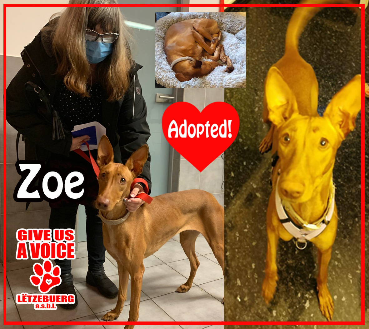 A new life for Zoe! | Give Us A Voice