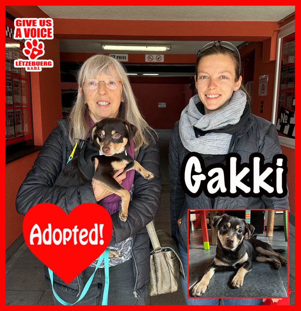 Gakki gets a family! | Give Us A Voice